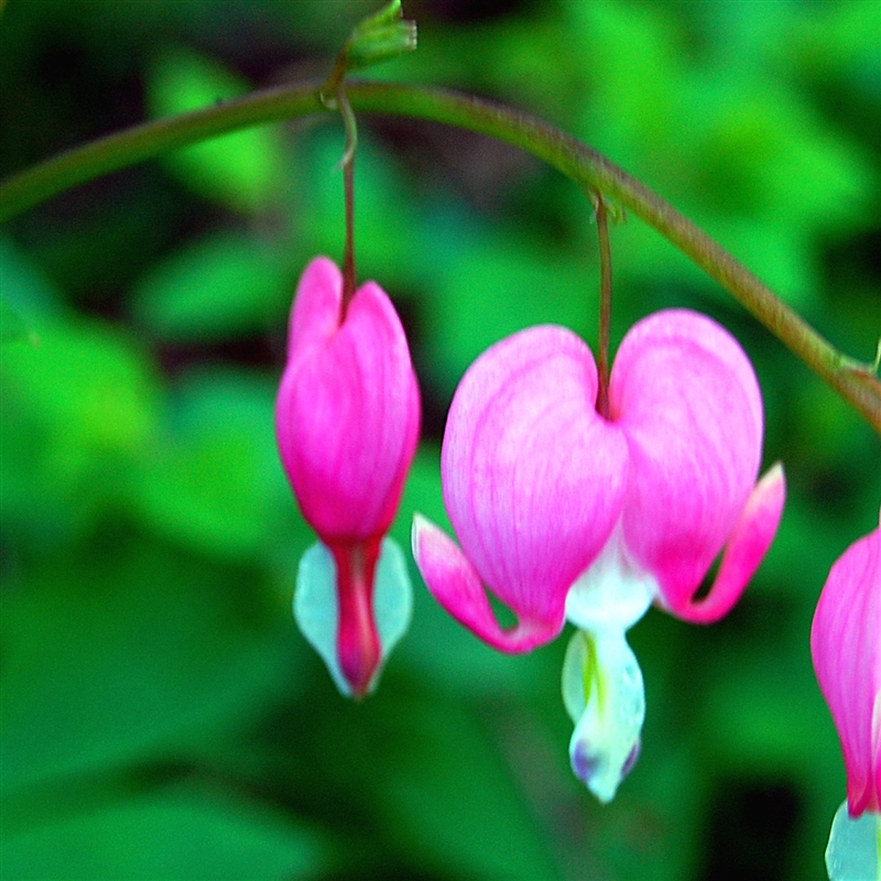 Capadia Designs: Flower and Photo Questions Answered