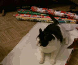 Funny cats - part 90 (40 pics + 10 gifs) | Amazing Creatures