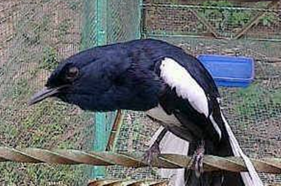 Kicauan Merdu: KACER POCI Agar Cepat Ngobra