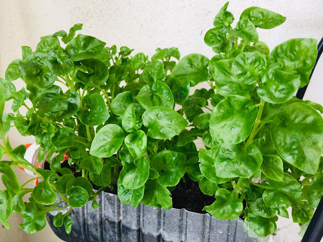 Tips Mudah Penjagaan Bayam Brazil Yang Perlu Beginner Ketahui