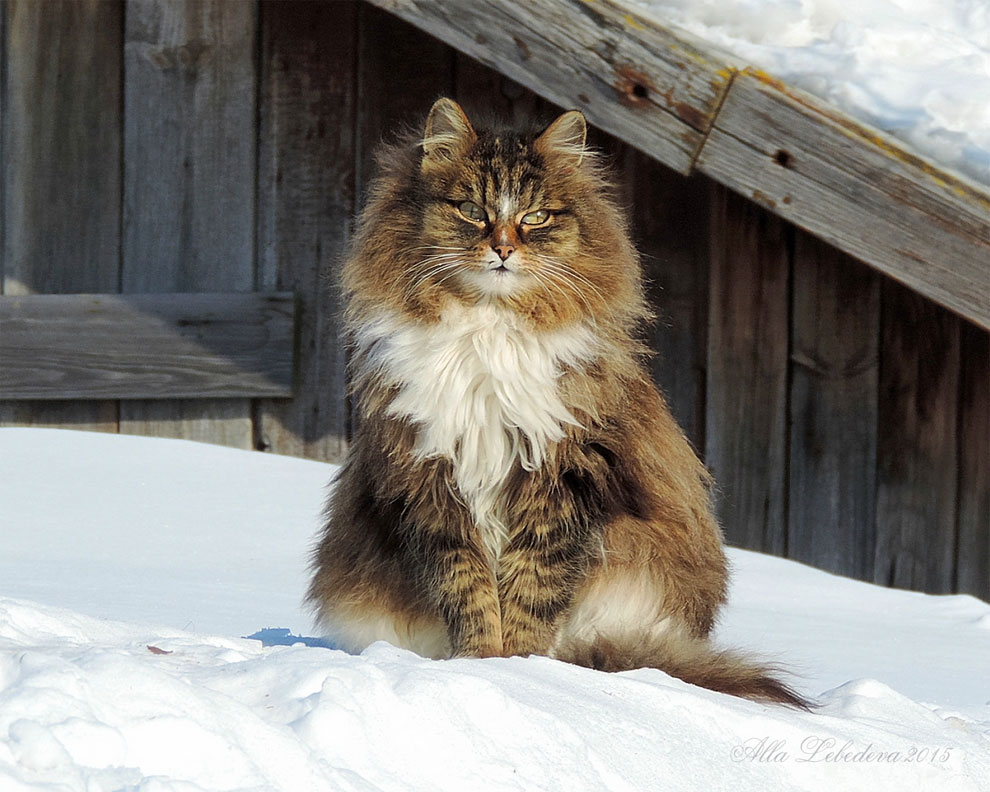 Nag on the Lake: Siberian Farm Cats