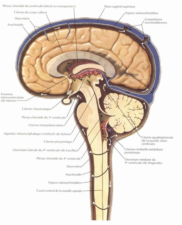 hydrocephalie: V. Physiologie de liquide céphalo-rachidien LCR