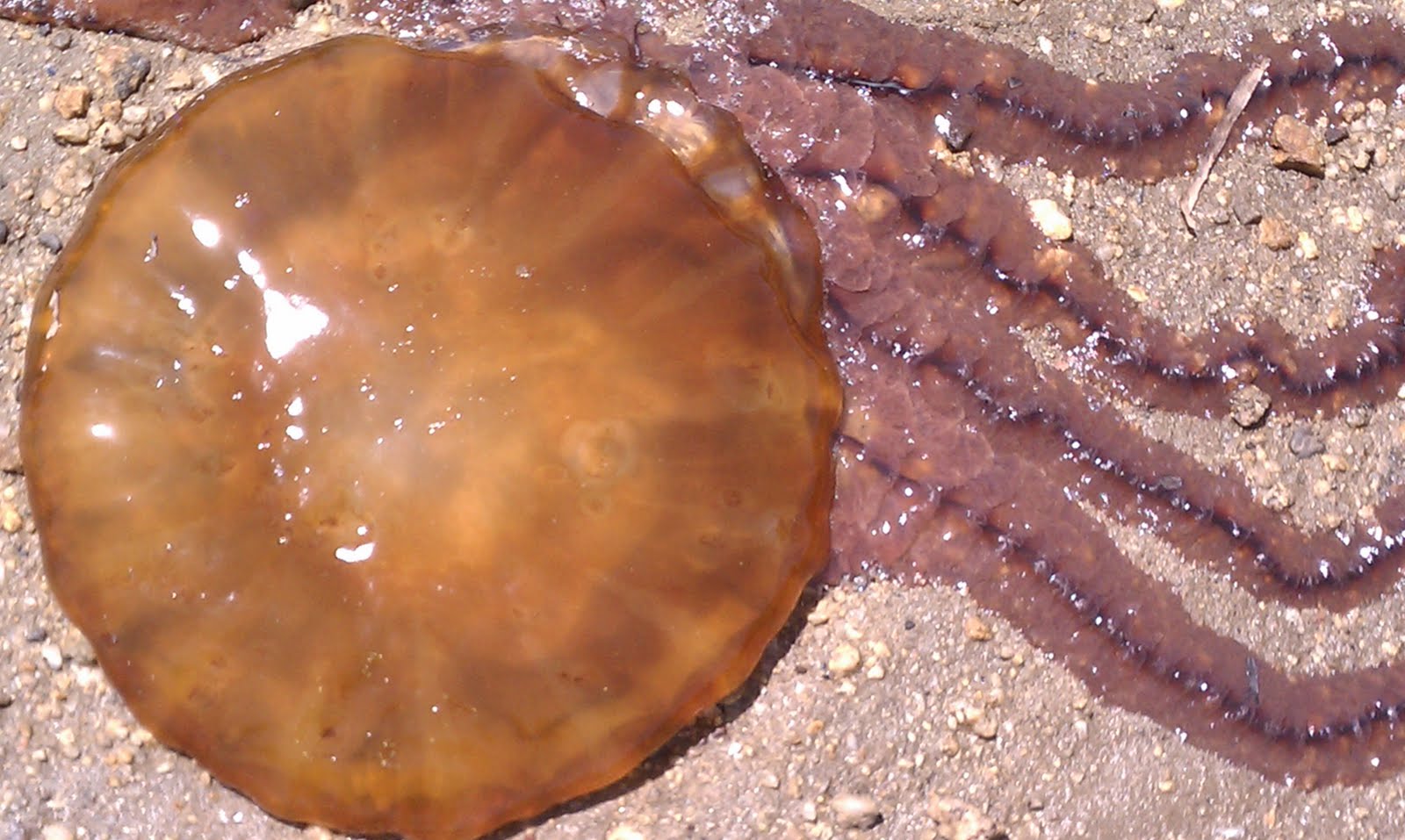 Point Reyes Outdoors: Sea Nettles!