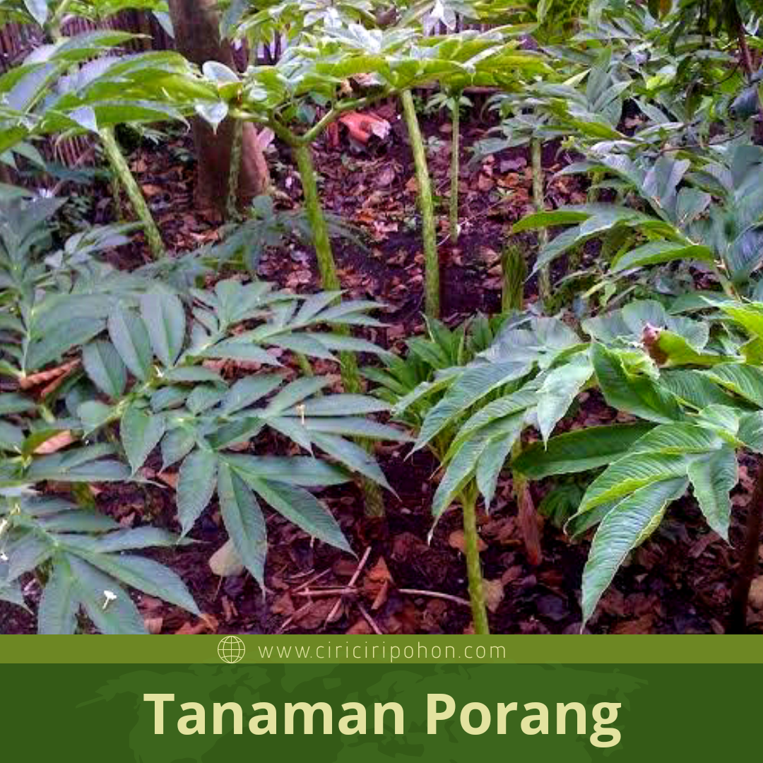 Langkah Mudah Memulai Budidaya Pohon Porang - Ciriciripohon.com Langkah Mudah Memulai Budidaya Pohon Porang - Ciriciripohon.com