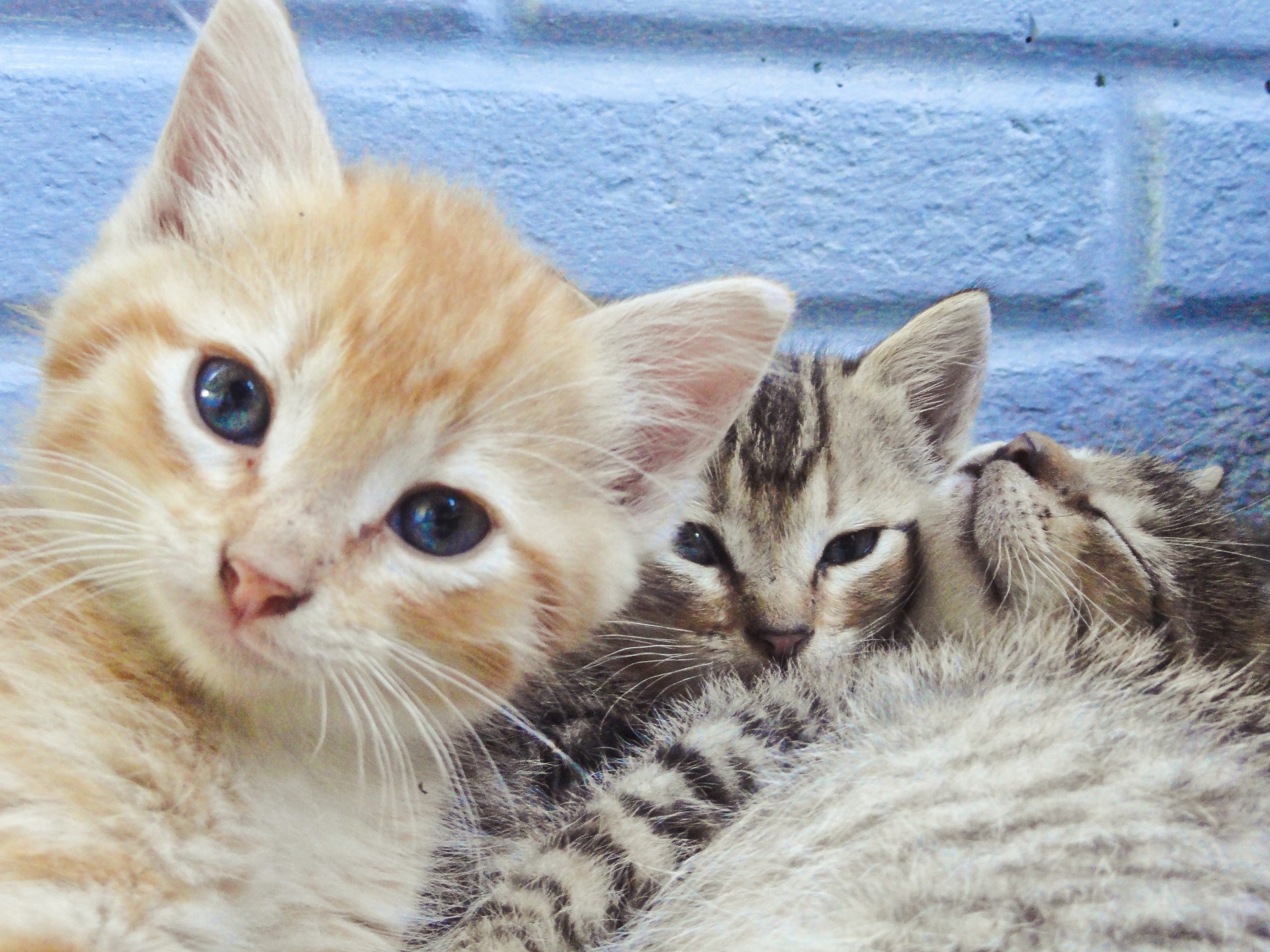 ANIMALS TIME : Cat time (hora del gato) Gallery 91