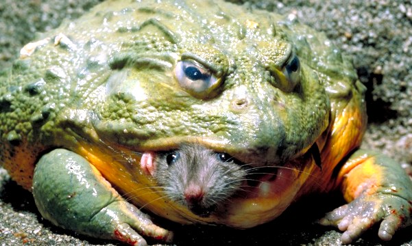THE ANIMAL for JUST: big frog predators