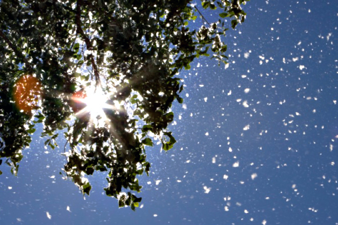 Life in the Slow Lane (The Pearl): Snow in June