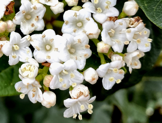 DURILLO (Viburnum tinus) Un arbusto decorativo durante todo el año