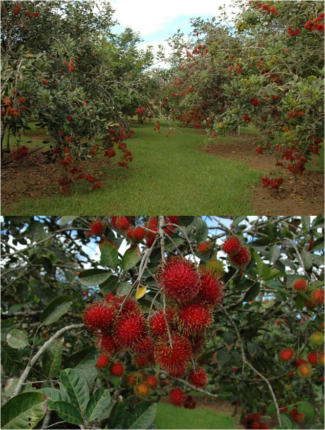 Quenepa Tree Pictures