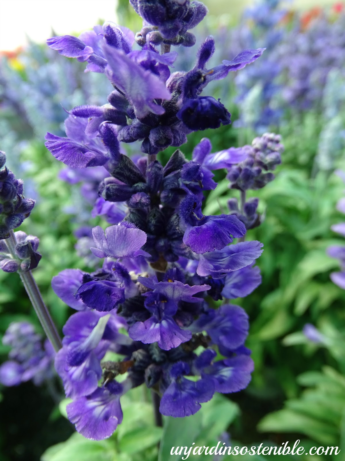 Salvia farinacea (Salvia azul)