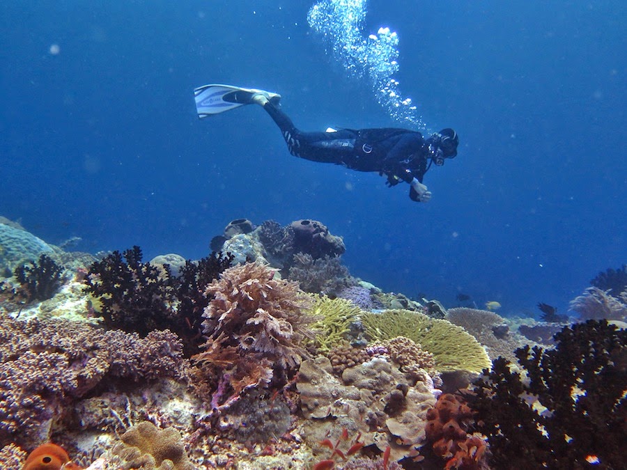 Wakatobi: Ali Reef Busy Day Underwater ~ Life Is An Absurd Journey