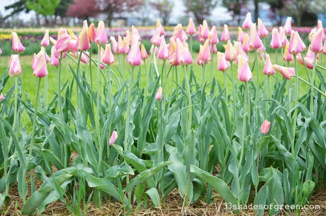 33 Shades of Green: A Walk Through the Tulips