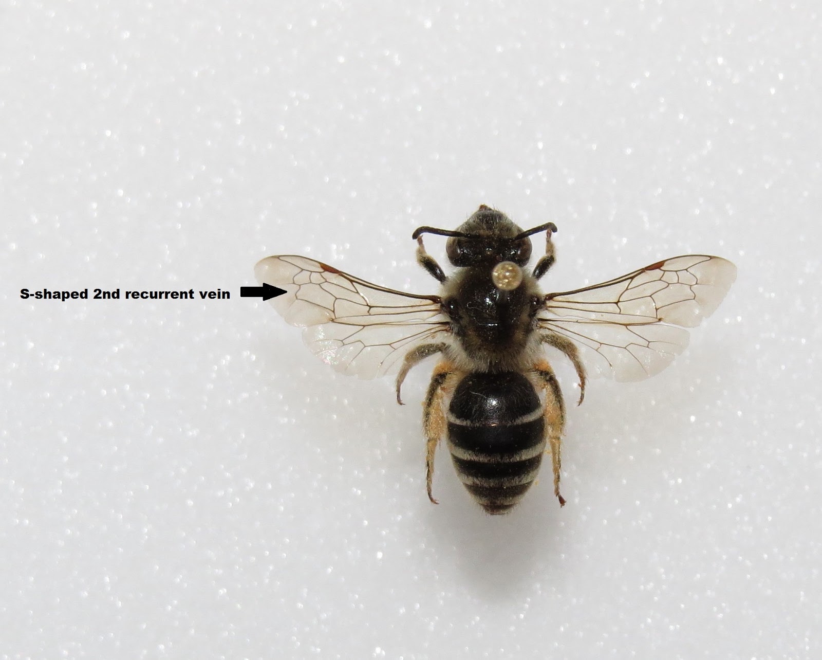 Bug Eric: Polyester Bees