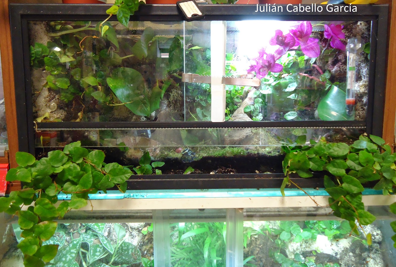 Dendroland: Diario de un Sapito Niñero Oriental (Colostethus Mandelorum)