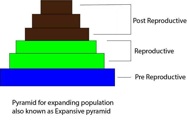 Age Pyramid Types