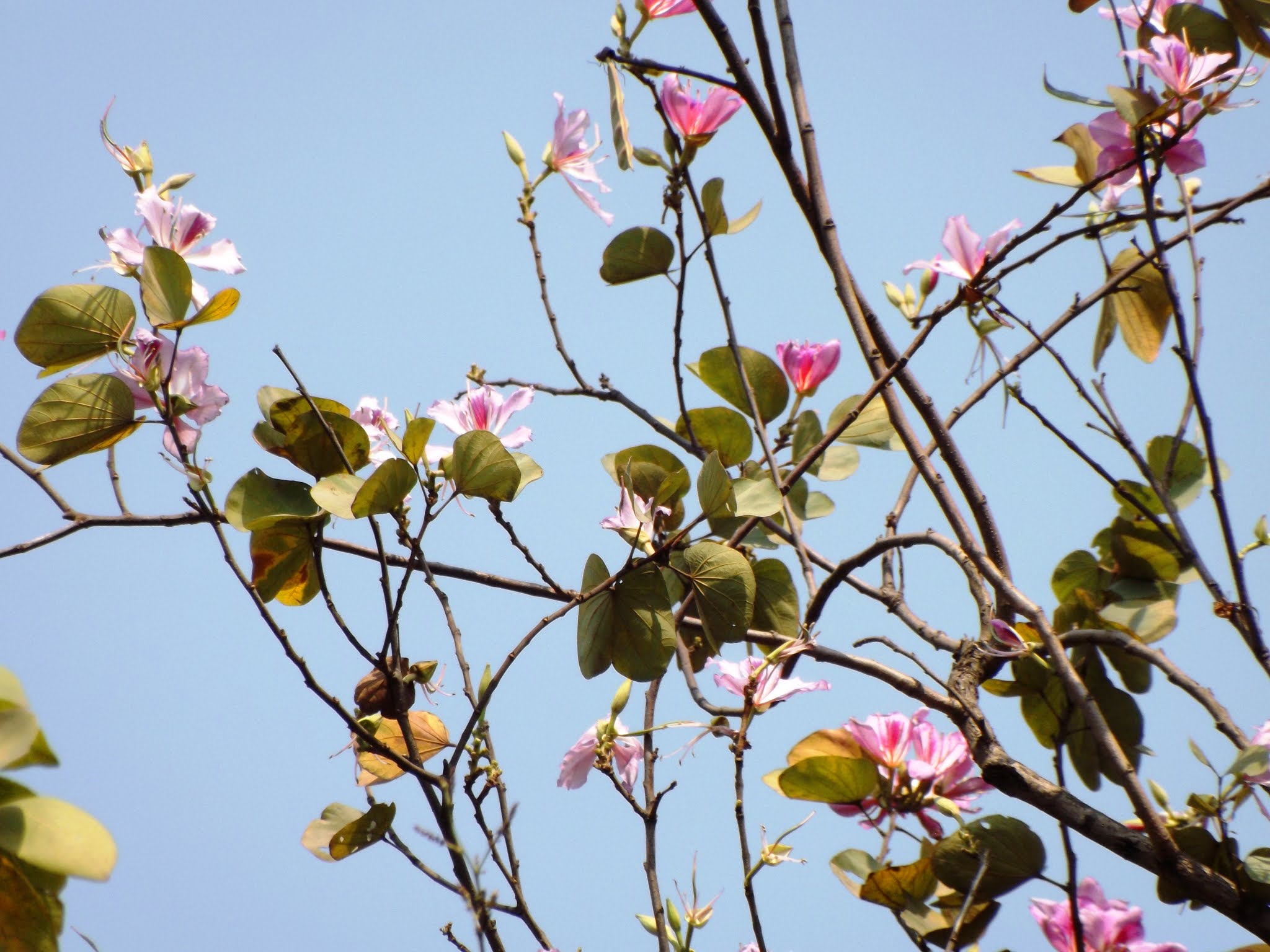 Orchid Tree Propagation