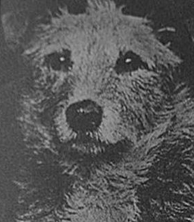 Famous Dogs in History: Prince: Faithful WWI Dog