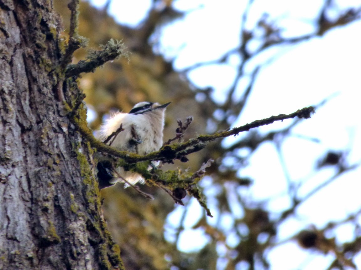 Geotripper's California Birds: February 2015