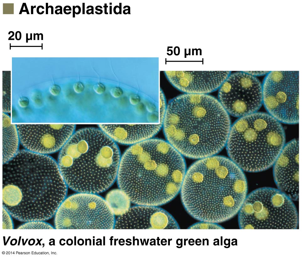 Liberate Your Ideas!: What are Algae?