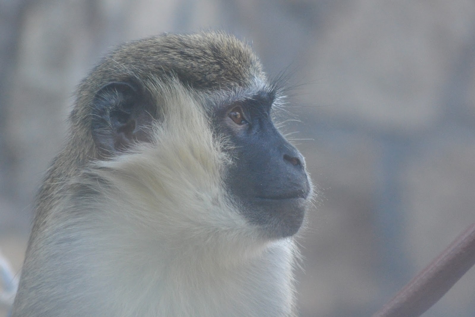 ZOOTOGRAFIANDO (6.096 ANIMALS): CERCOPITECO TOTA O VERDE / GRIVET ...