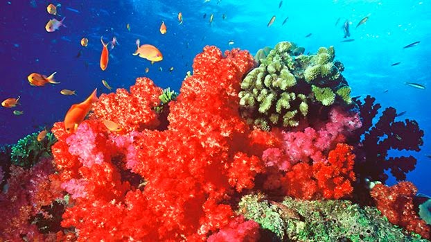ΚΟΡΑΛΛΙΑ - ΚΟΡΑΛΛΙΟΓΕΝΕΙΣ ΥΦΑΛΟΙ photos - wallpapers (συνεχής ανανέωση ...