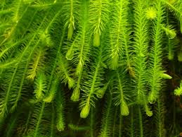 FLORA ILUSTRADA BRITTON DEL NORTE DE U.S.A.-CANADA: MAYACACEAE MAYACA ...