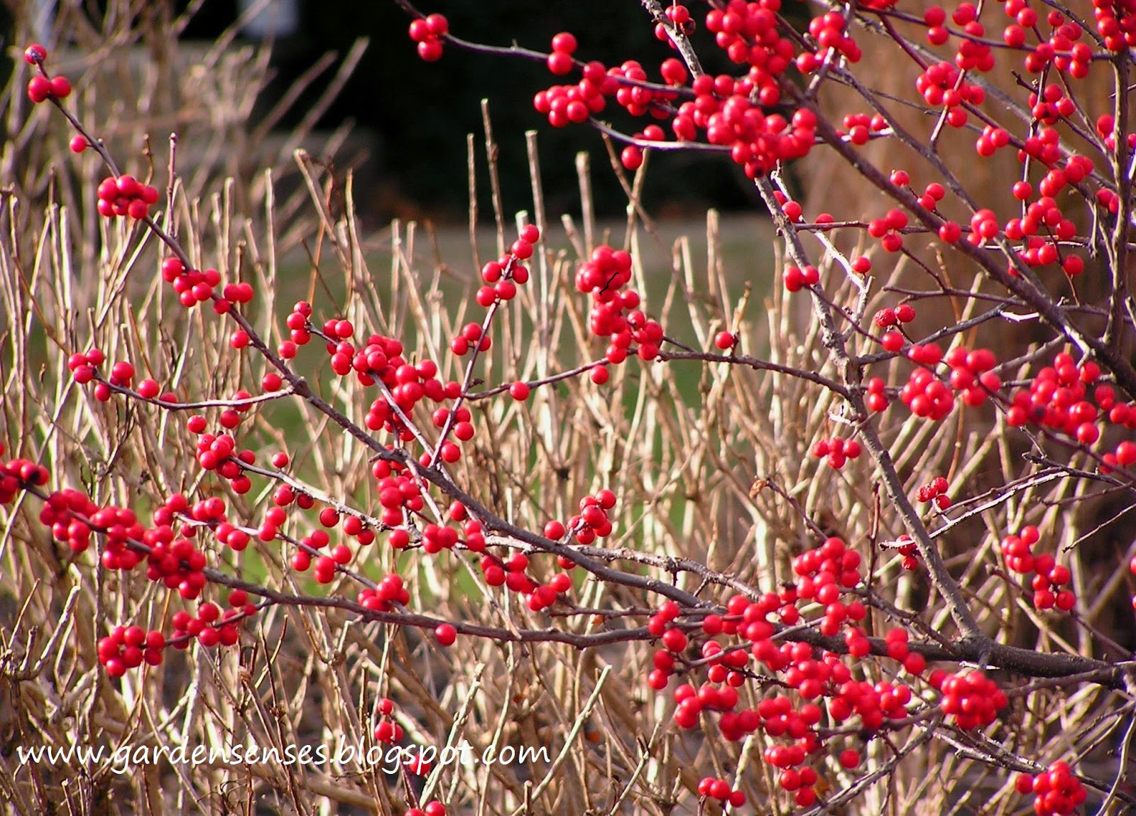 Garden Sense: Fall Fruit