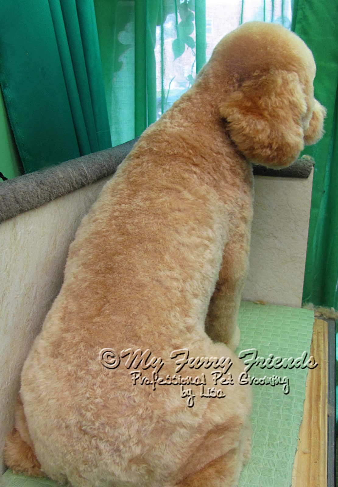 Pet Grooming: The Good, The Bad, & The Furry: Monday Makeover #18 ...