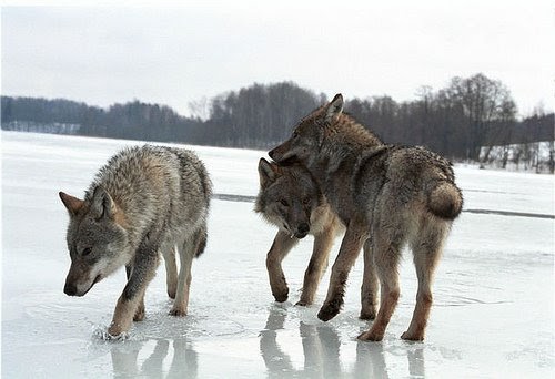 White Wolf : Vladimir Bologov AKA the Wolfman of Russia.