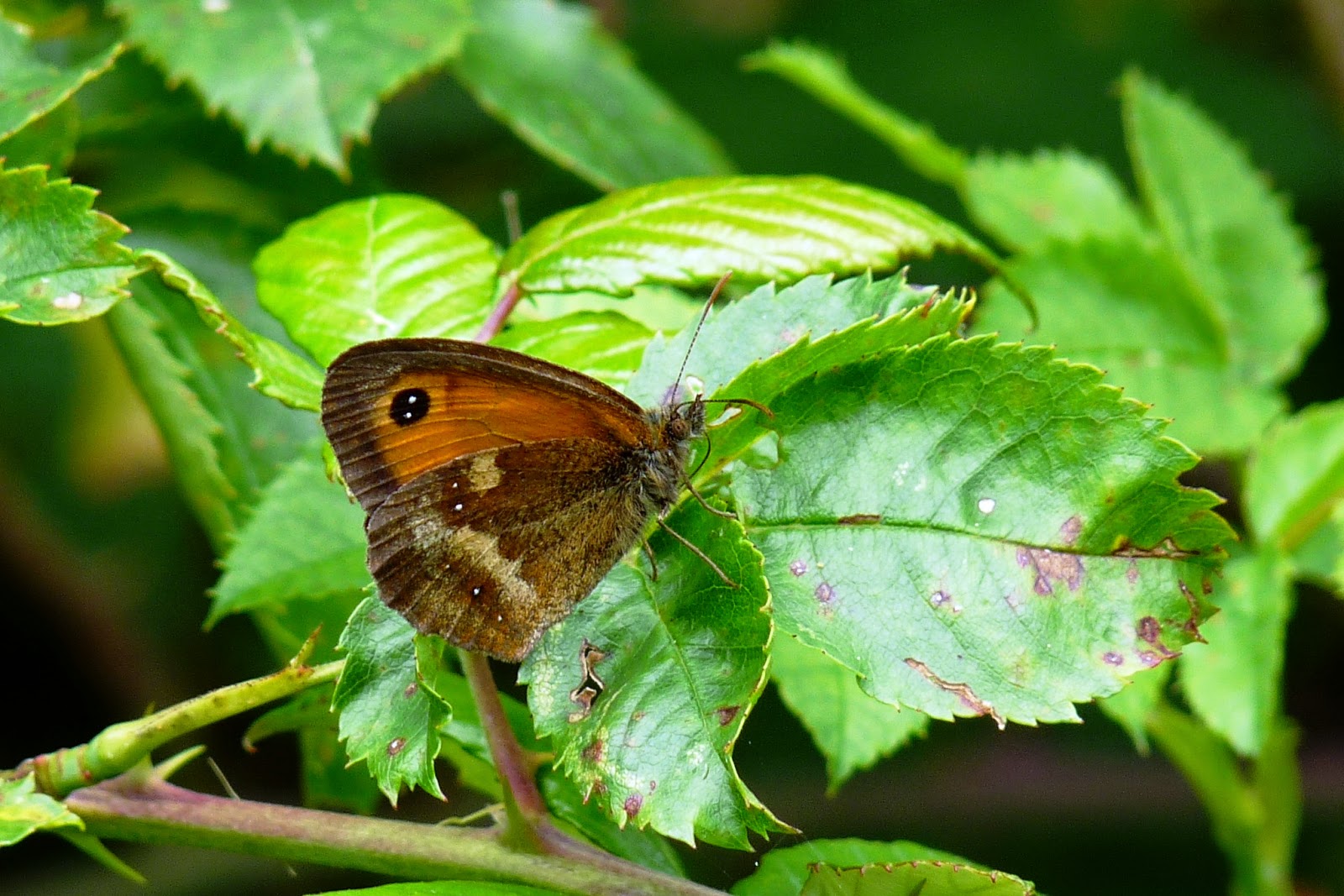 Northwest Norfolk Naturalists: Local butterflies