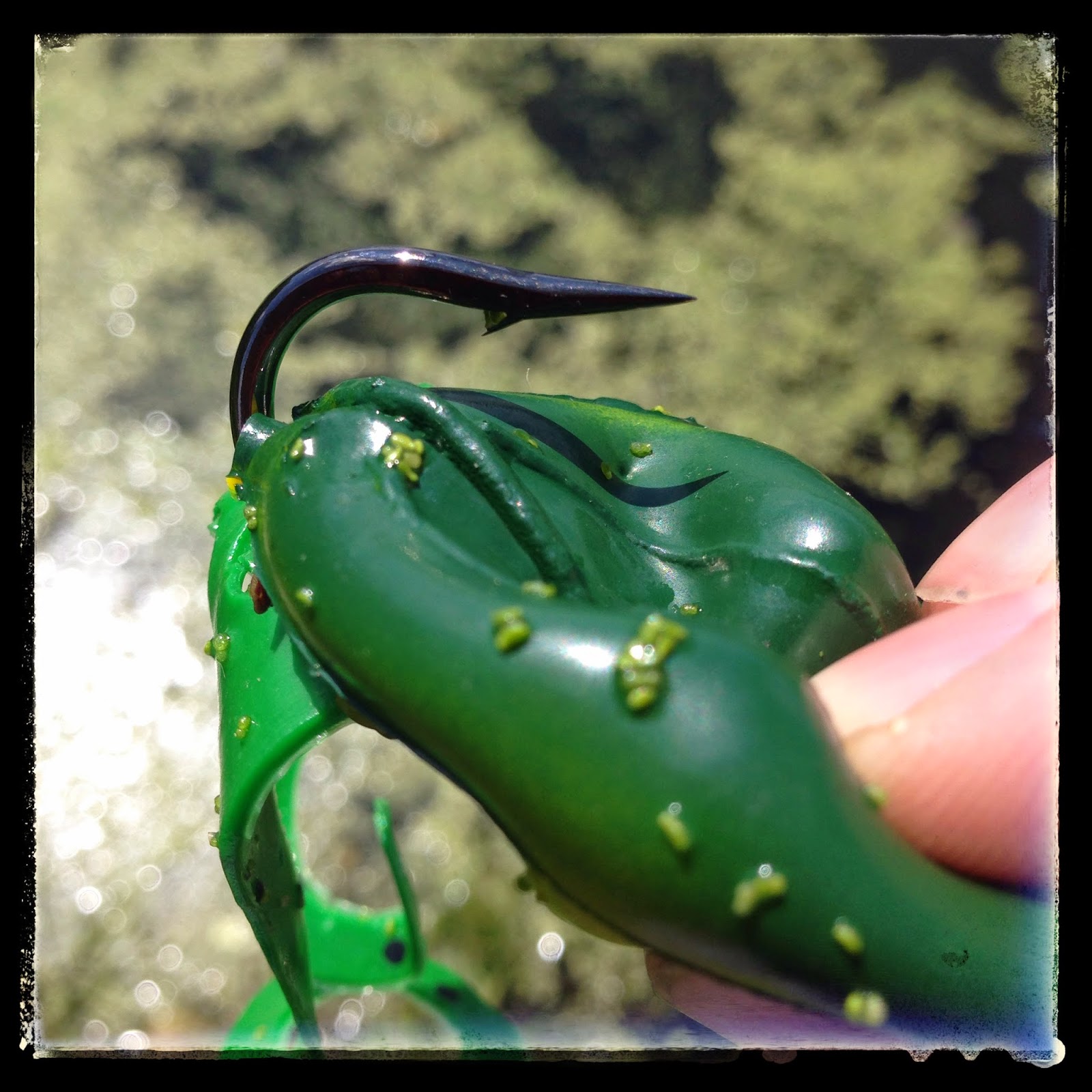 Bass Junkies Frog Pond: Snag Proof "Frogzilla" Review