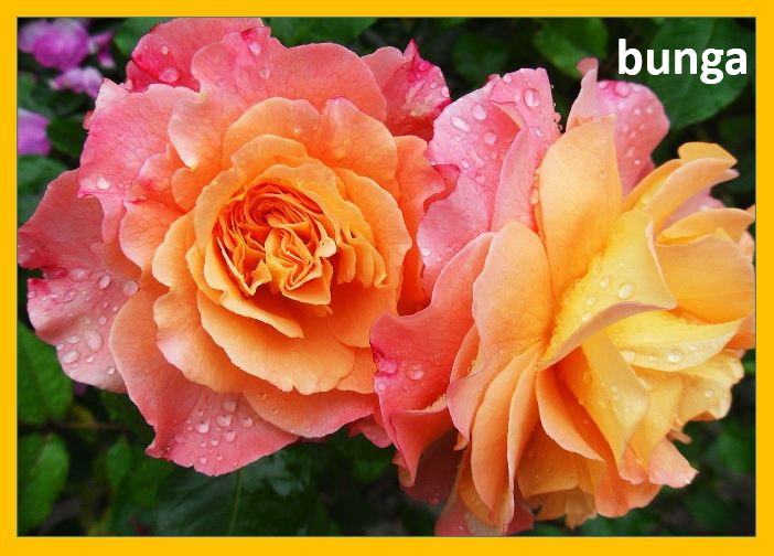 macam macam bunga
