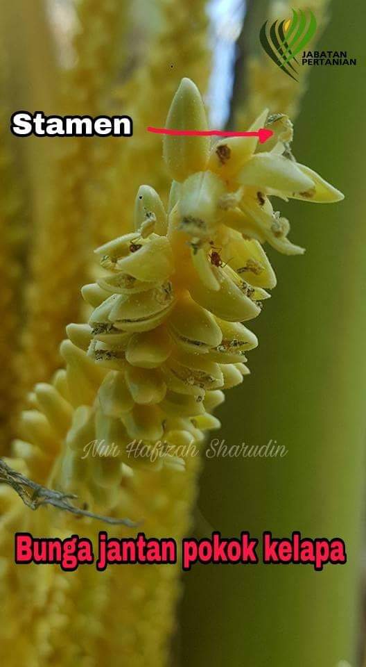 Nur Hafizah Sharudin's Blog: BUNGA JANTAN POKOK KELAPA