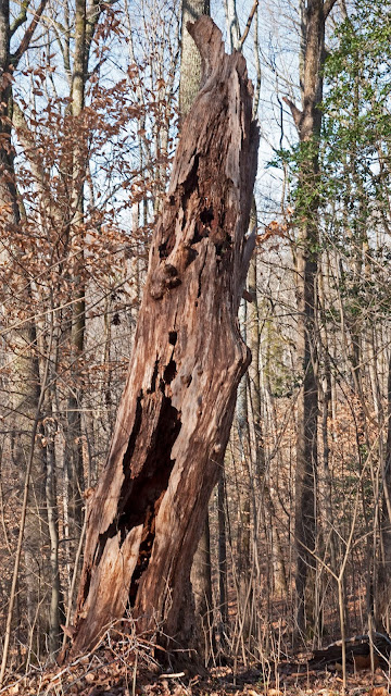 Room Without Walls: I Talk to the Trees