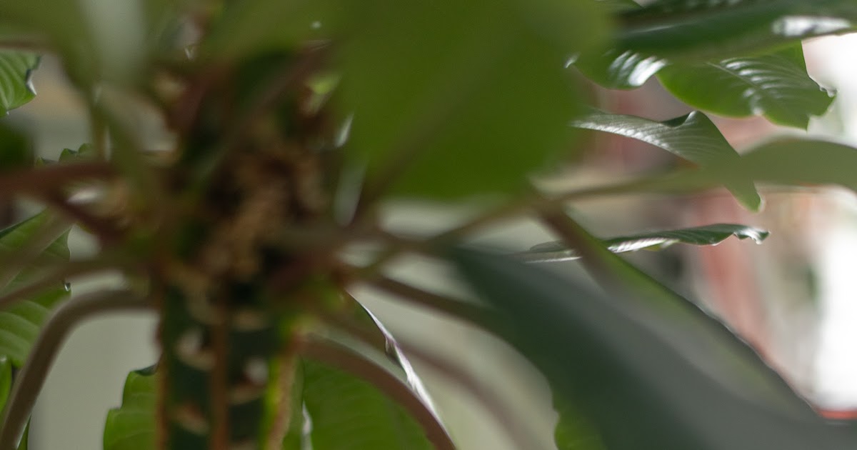 HERNEPENSASKUJANNE: Kohti kevättä! | viherkasvit