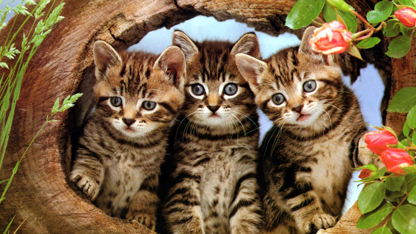 Three cats wallpapers free - beautiful desktop wallpapers 2014