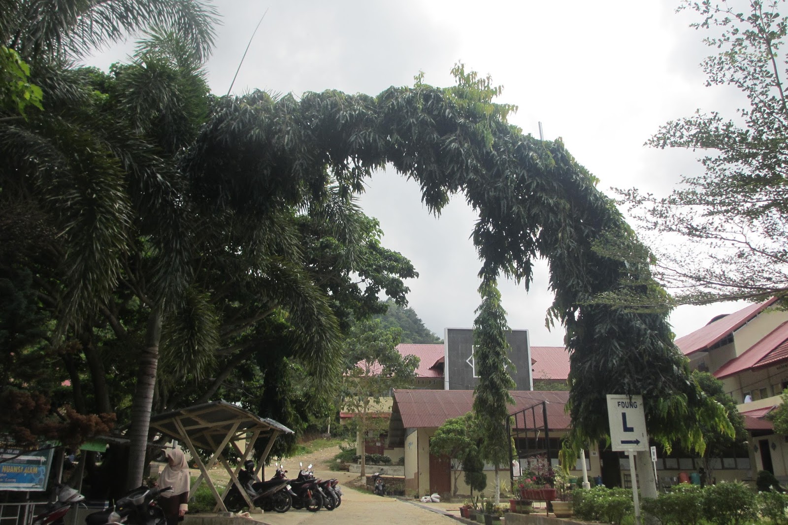 rikoy@tra: POHON ILMU