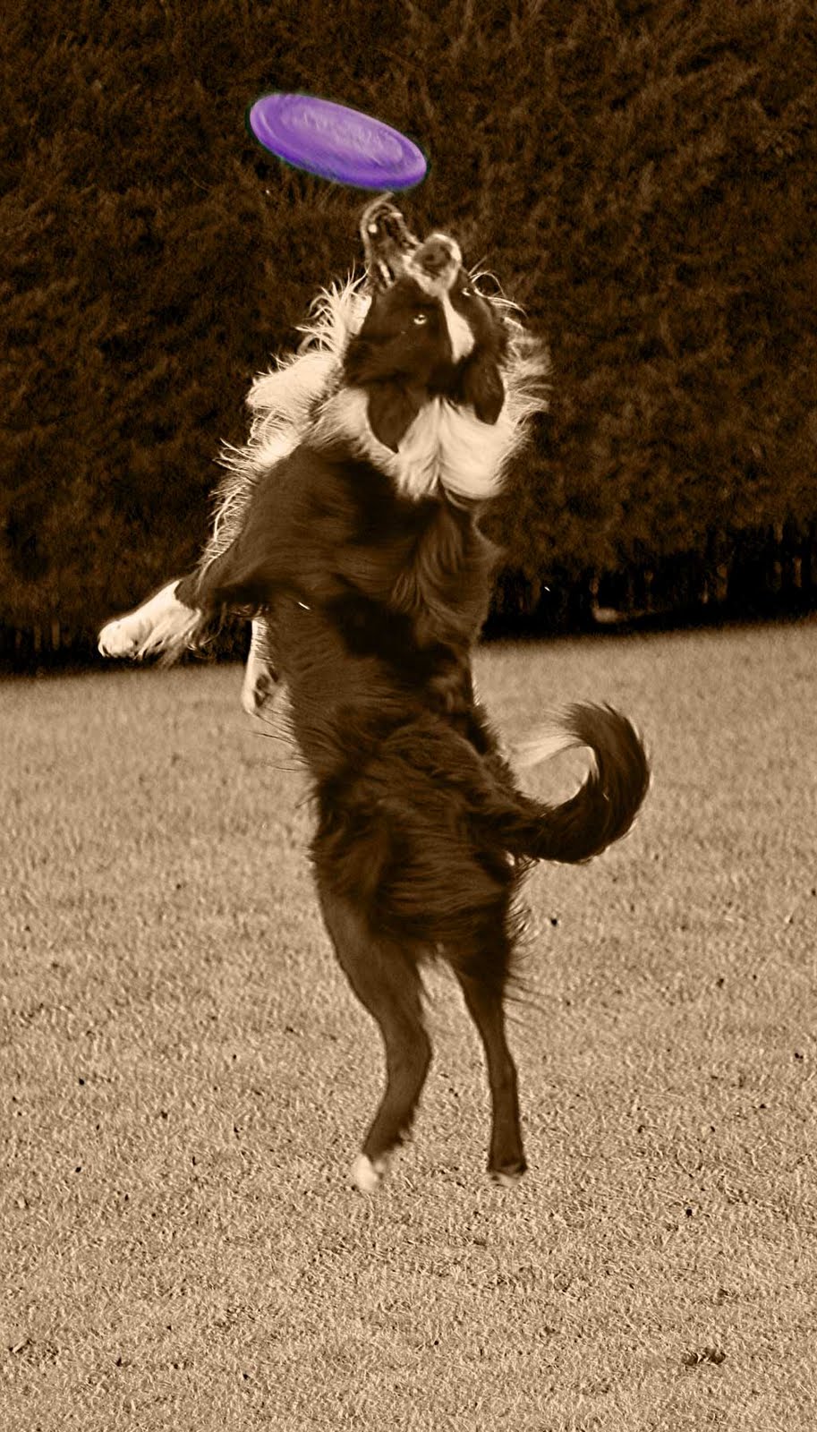 French Vocabulary Illustrated: happer