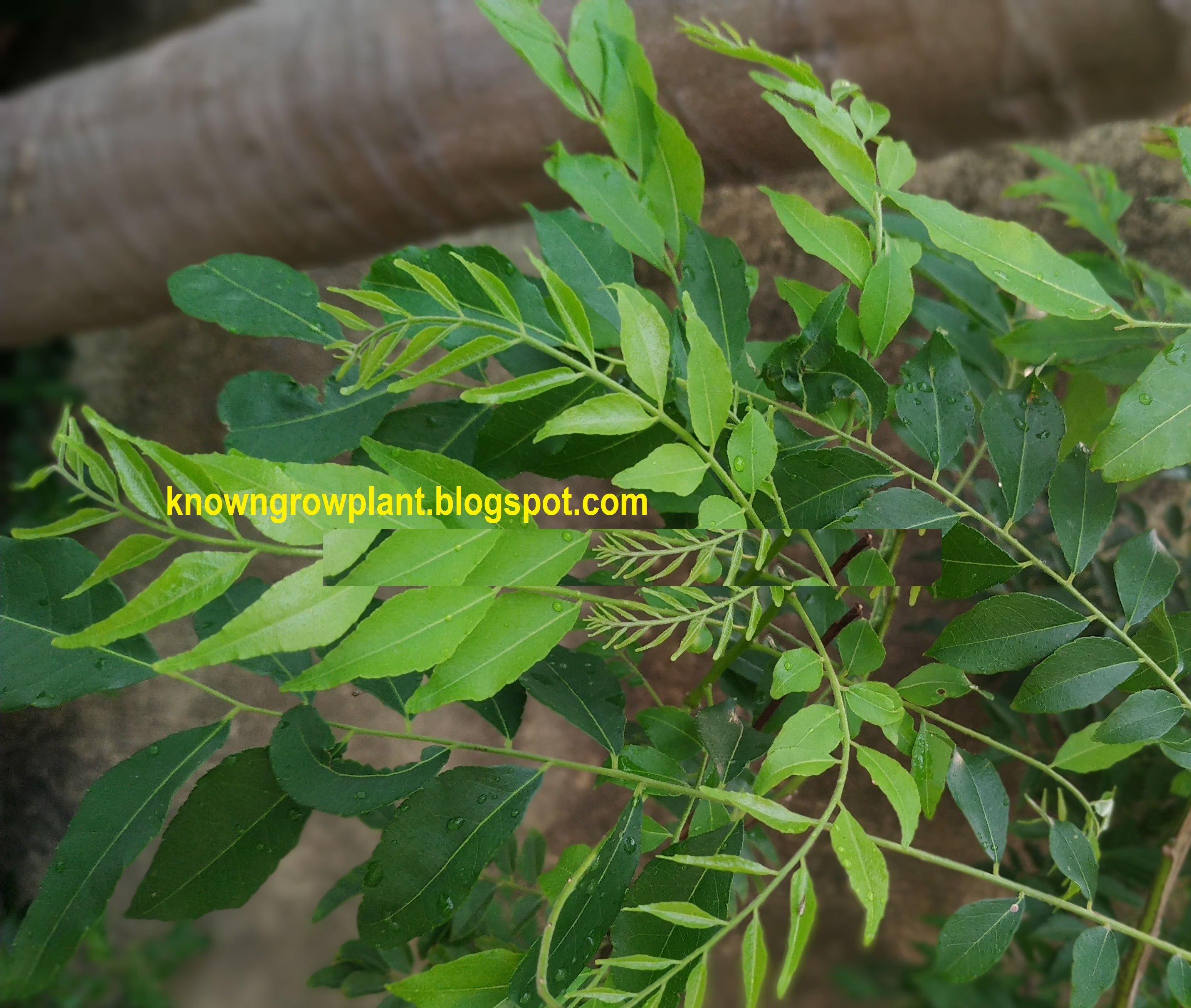 Kadi Patta Tree - कढ़ी पत्ता – Meetha Neem- Curry leaf (Inexpensive ...