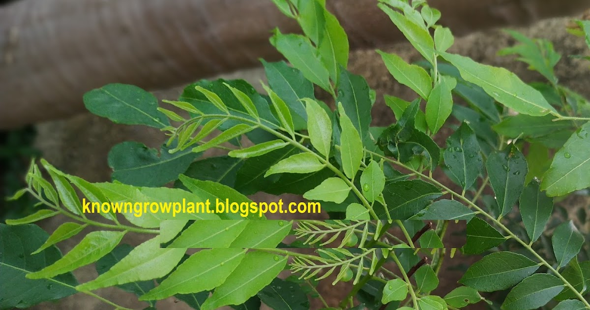 Kadi Patta Tree - कढ़ी पत्ता – Meetha Neem- Curry leaf (Inexpensive ...