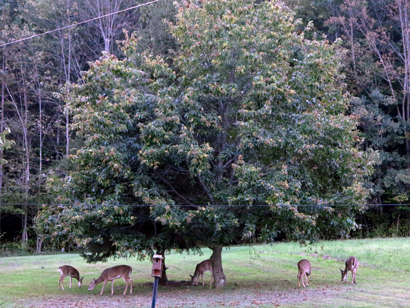 The Joyce Road Neighborhood: 2018