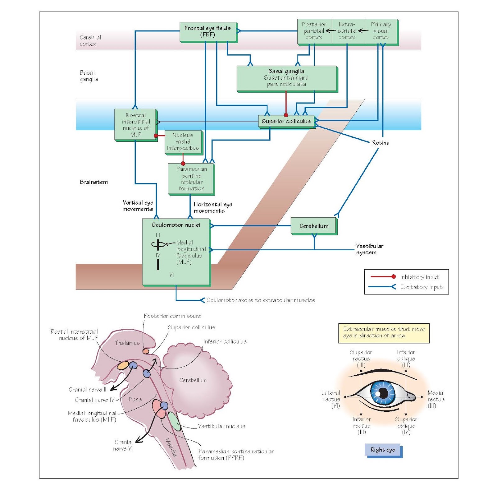 Eye Movements - pediagenosis