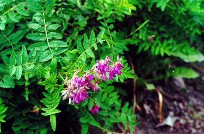 mysteries of venus: black locust sleep