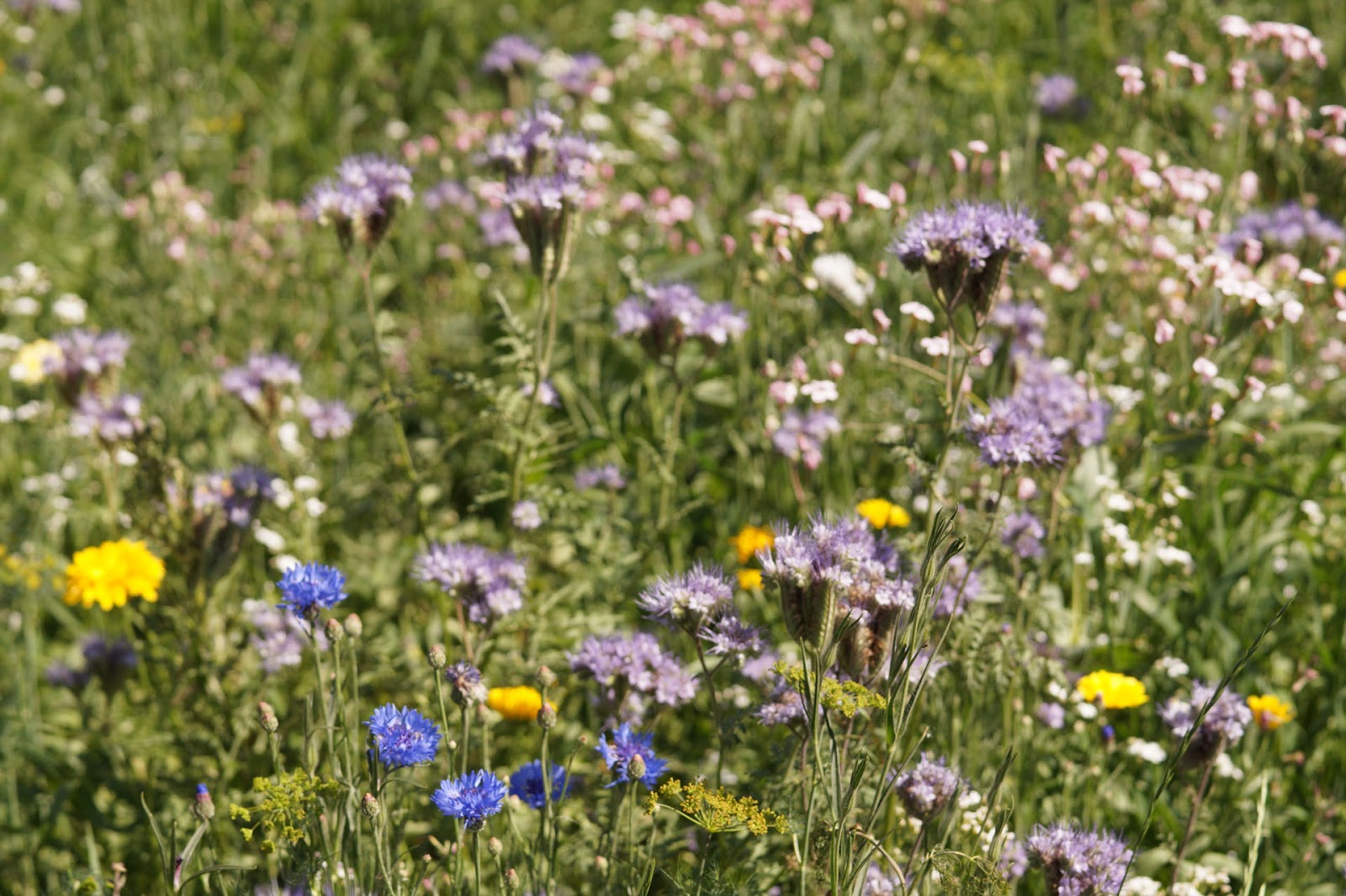 The wildflower patch in summer - Sophie in the Sticks