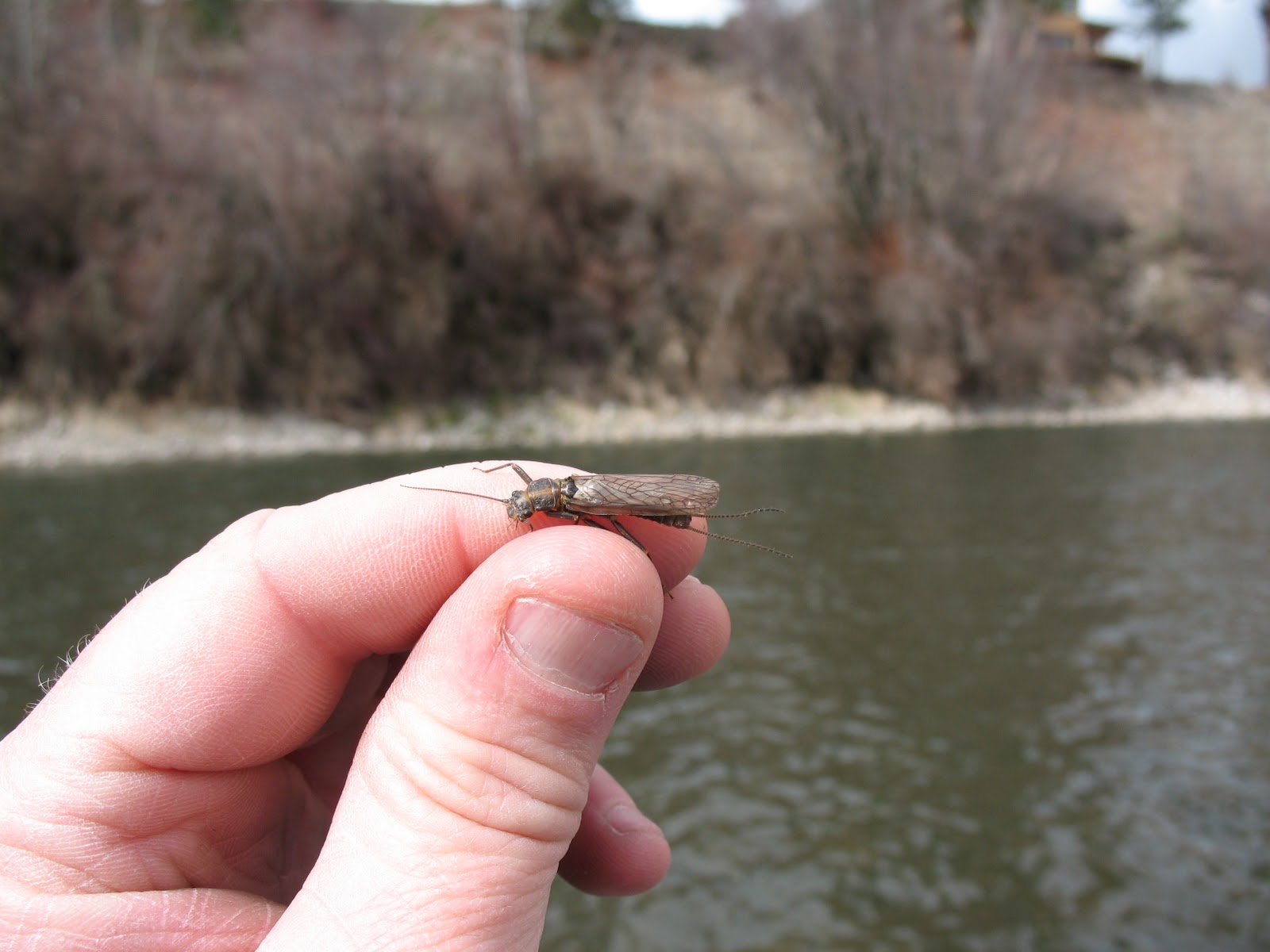 The Skwala Perlodid Stonefly Back
