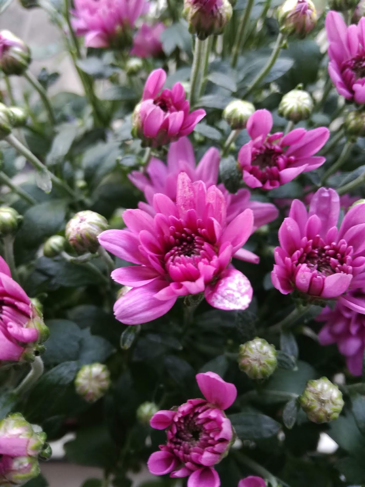 cele patru anotimpuri: Grădina de flori (1)