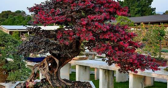 Bonsai Pohon Serut Merah | Aneka Ragam Bentuk Bonsai