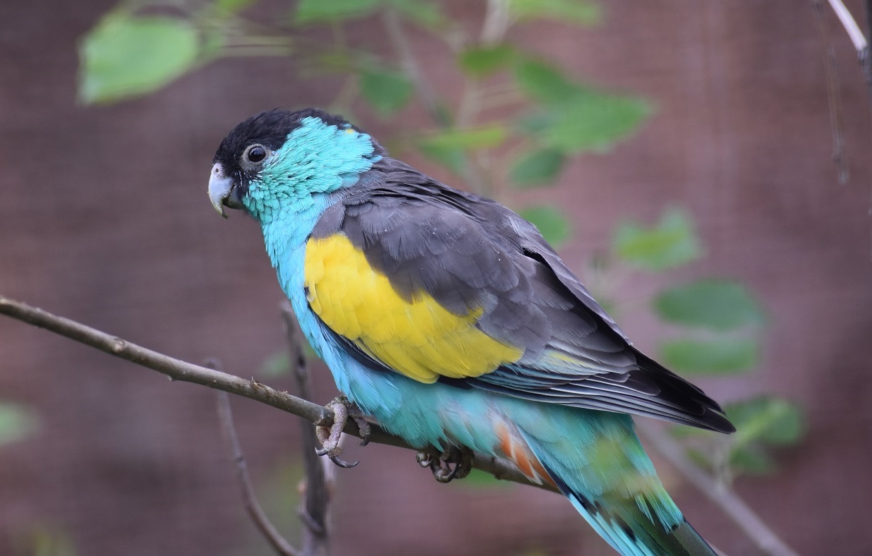 ZOOTOGRAFIANDO (6.100 ANIMALS): PERICO CAPIROTADO / HOODED PARROT ...
