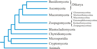 classification of G.C. Ainsworth (1973)