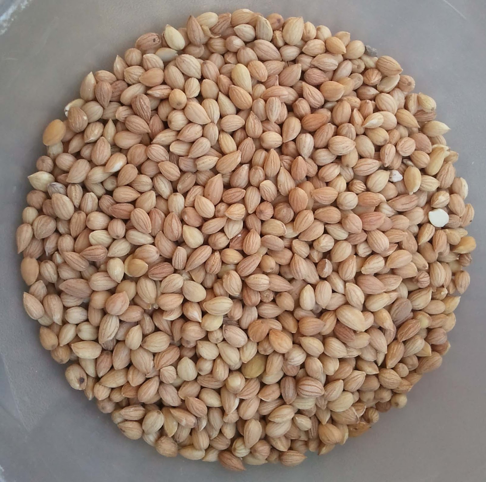 Ryan Brews: Mazarin - Sour Cherries, Sherry Flor and Mahlab (mahleb ...